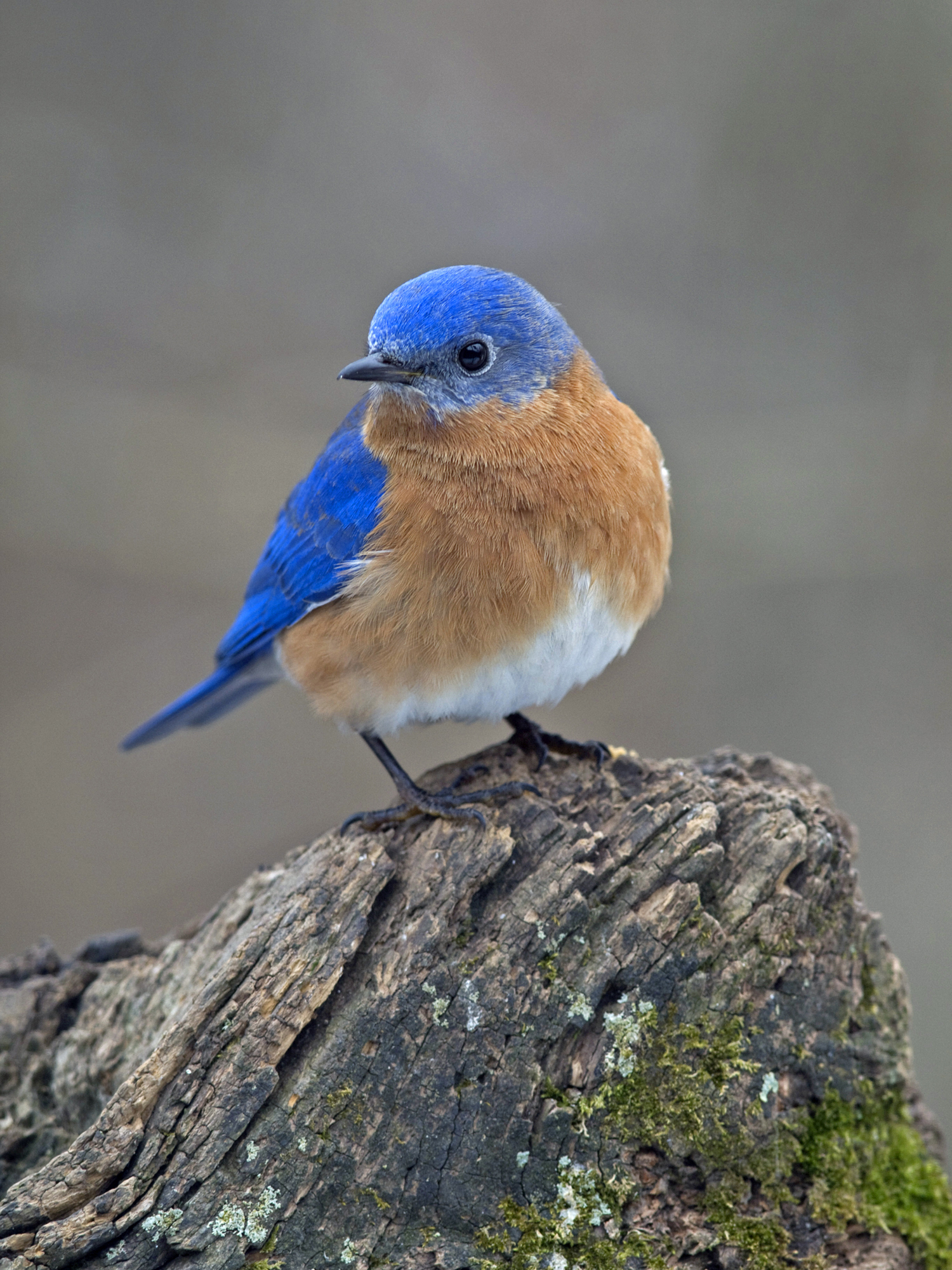 State Wildlife Research News | Tools for wildlife management in the ...